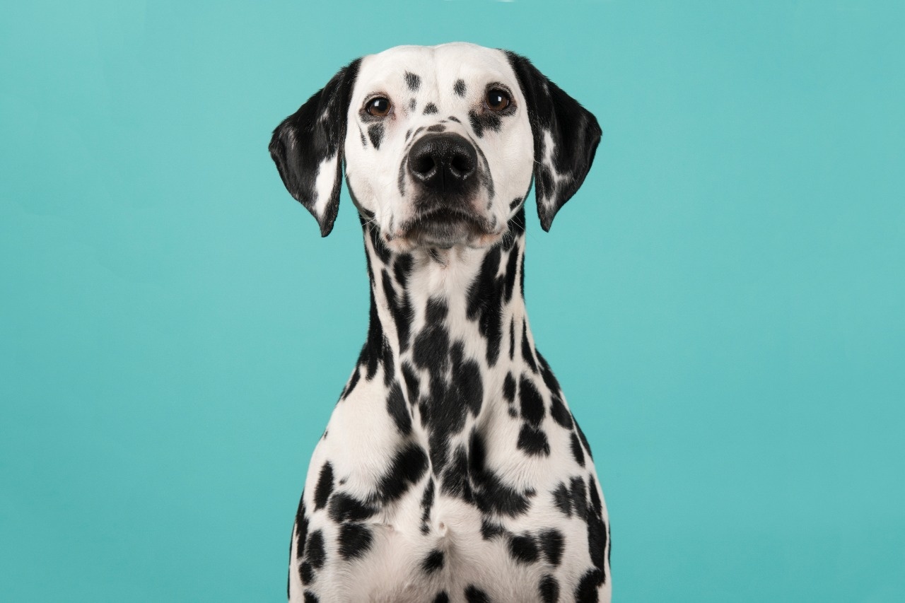 10 beautiful but difficult dog breeds to manage for first-time owners