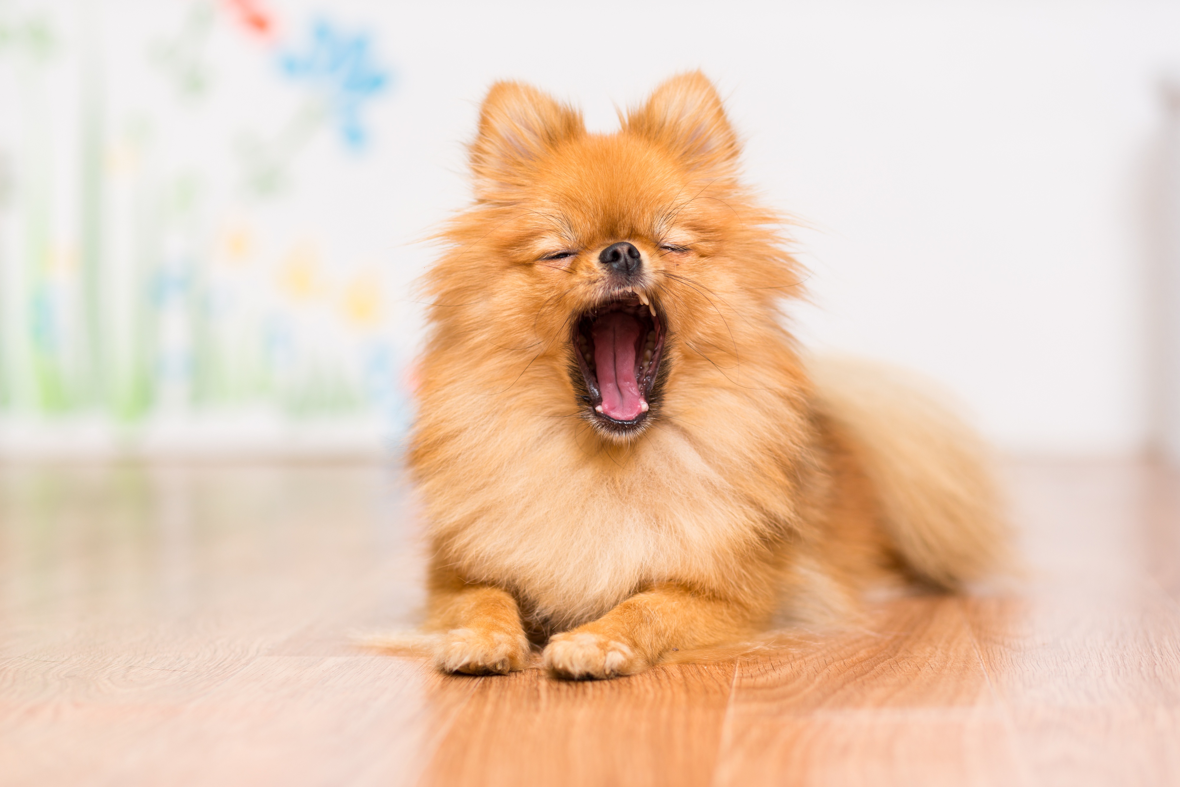 Final ranking: the 10 cutest dog breeds that win everyone over