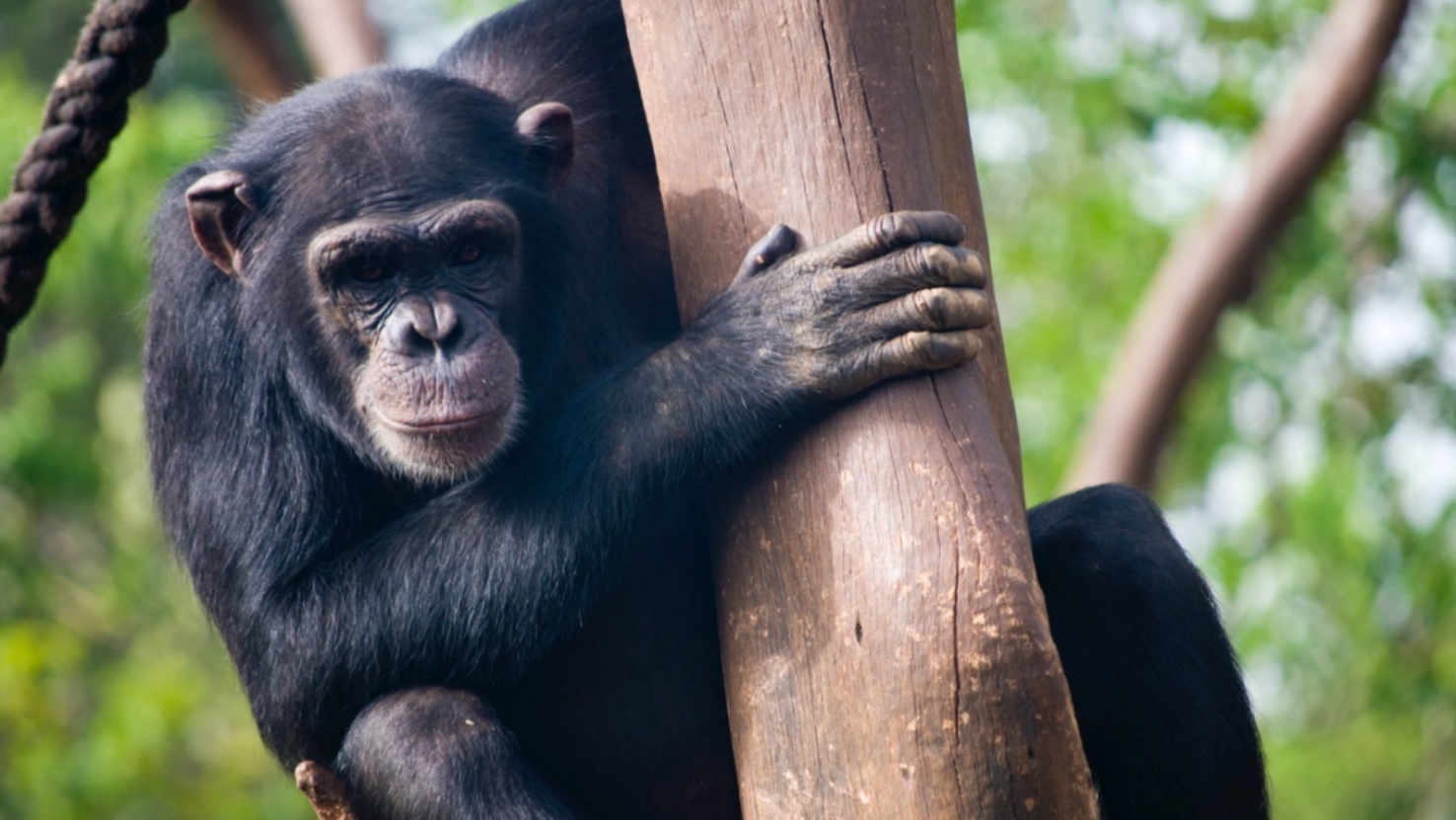 12 animals with unpredictable aggressive reactions
