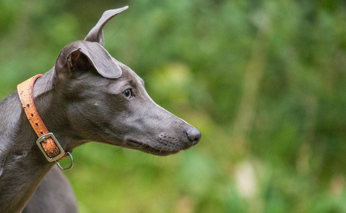 16 dog breeds that bark little, endorsed by the American Kennel Club