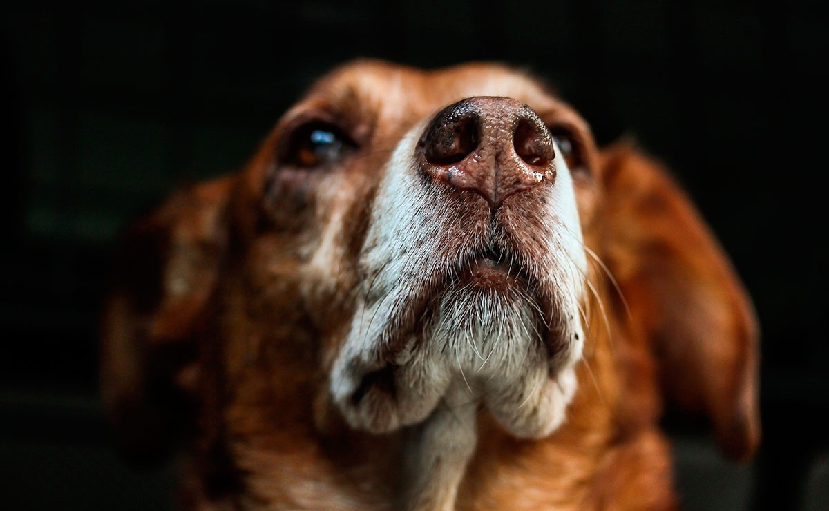 6 behaviors that show your dog doesn't trust someone