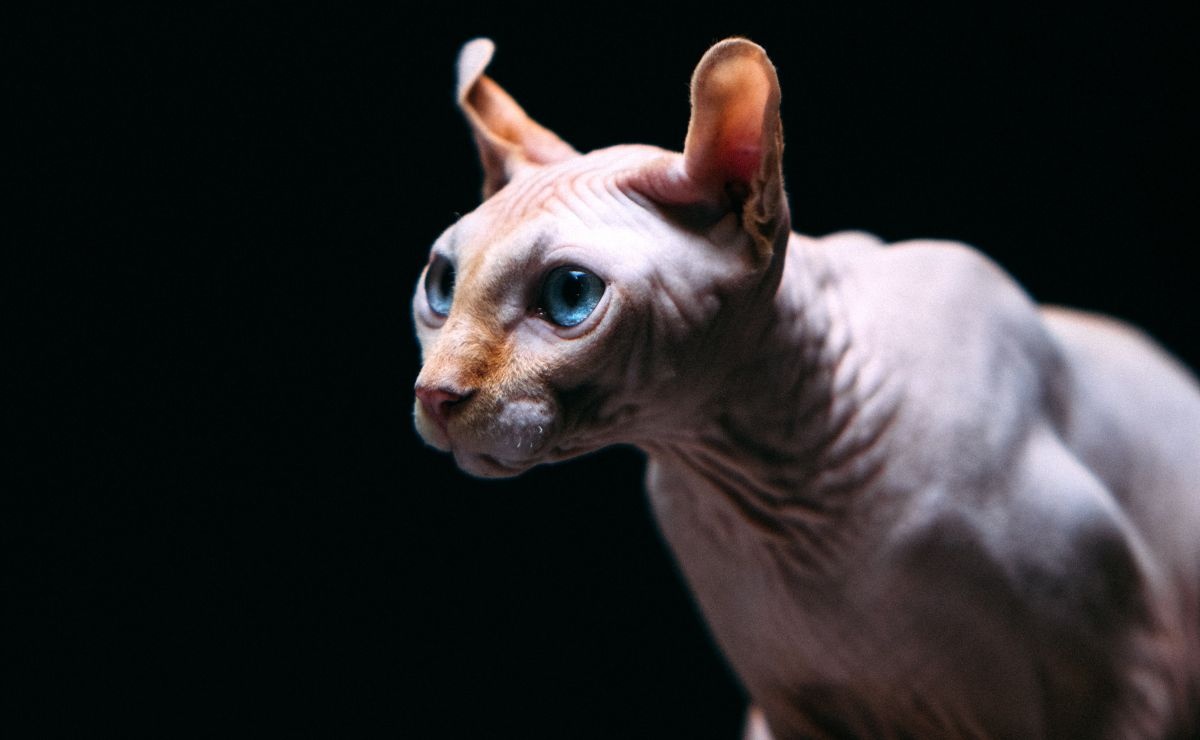 8 of the rarest and most expensive cat breeds in the world